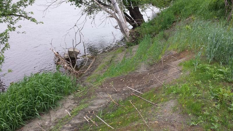 Vegetated River Bank Stabilization, Nature Based Solution | CEI